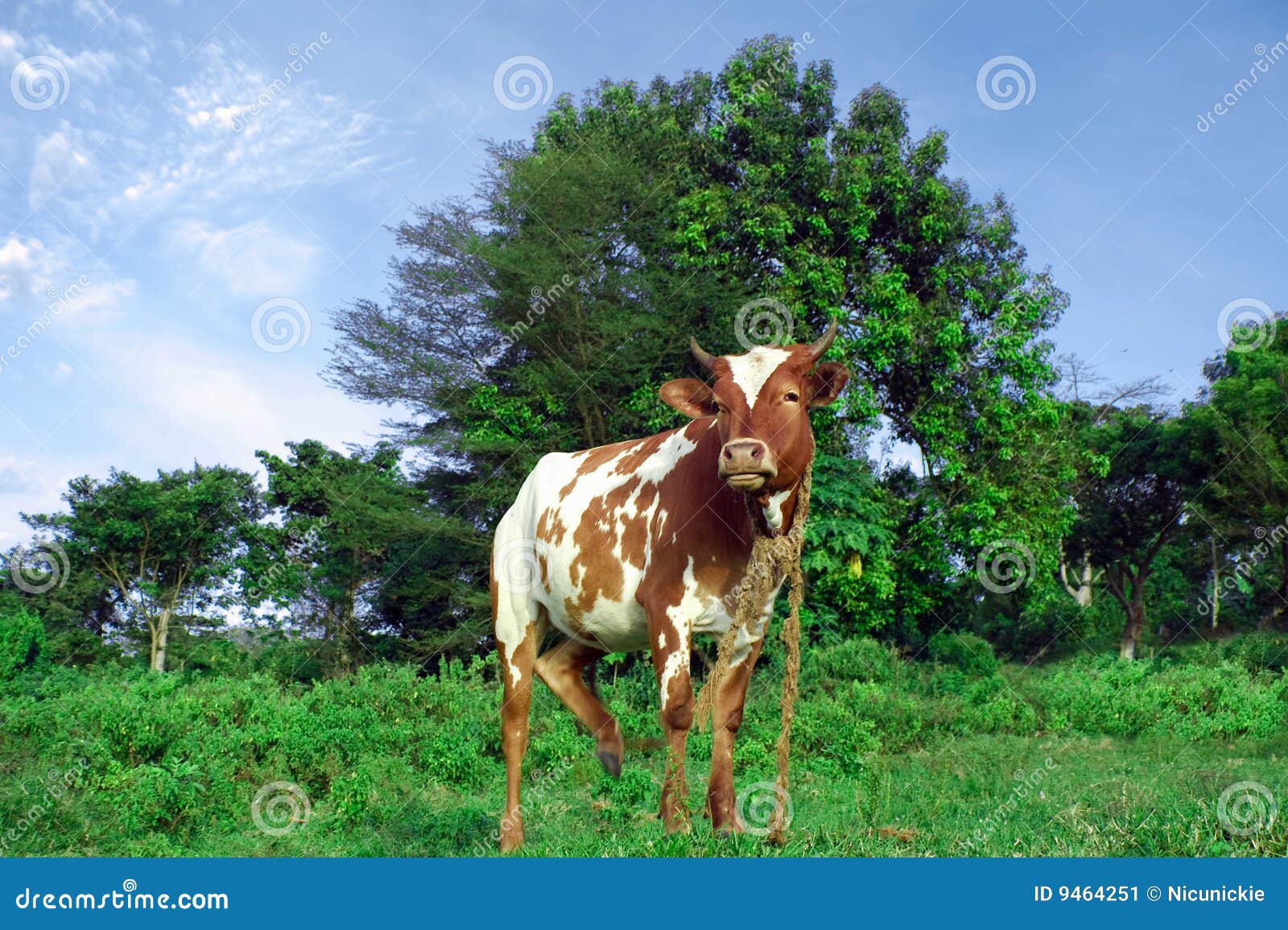 Cow on a landscape stock image. Image of blue, animal - 9464251