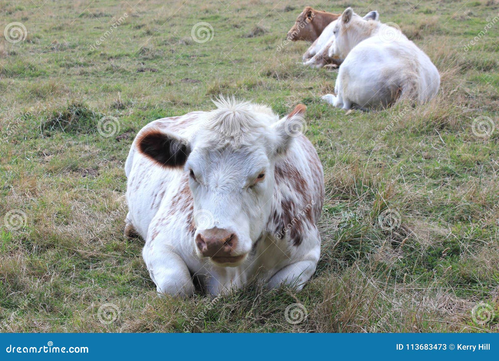 Cow laying down in country stock image. Image of pasture - 113683473
