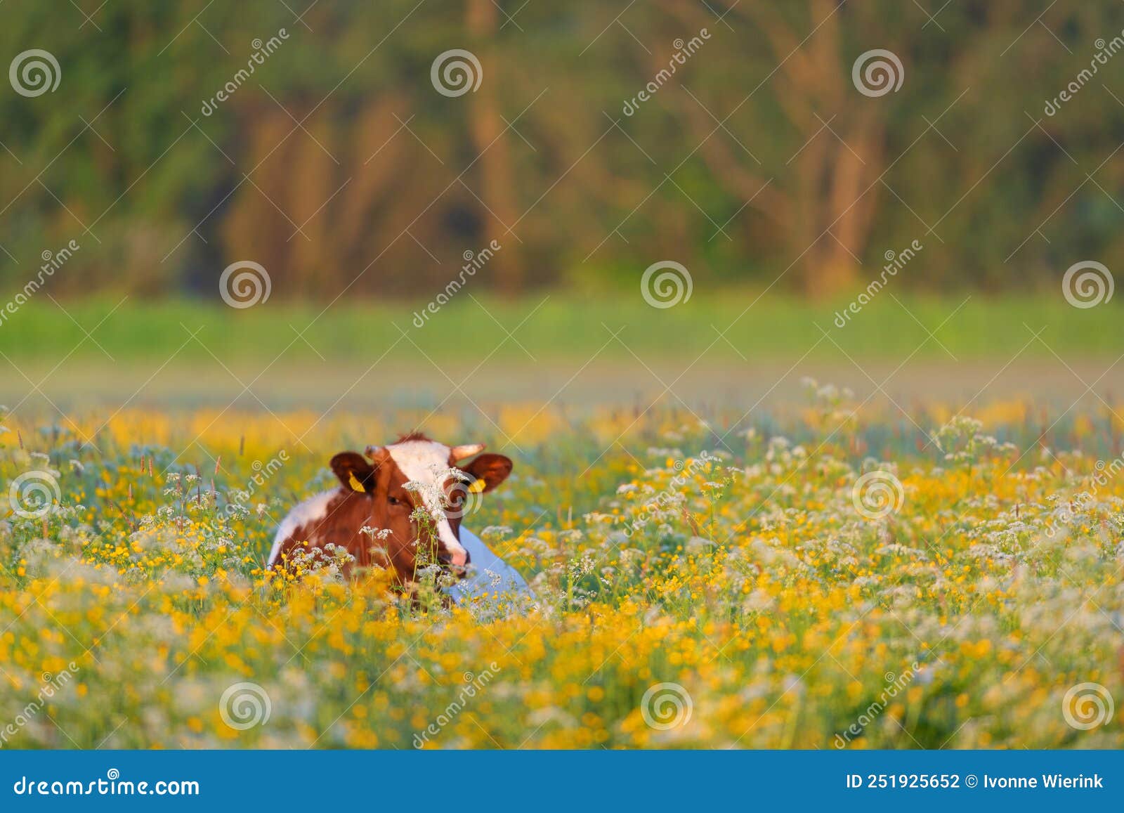 Cow laying in the flowers stock photo. Image of meadow - 251925652