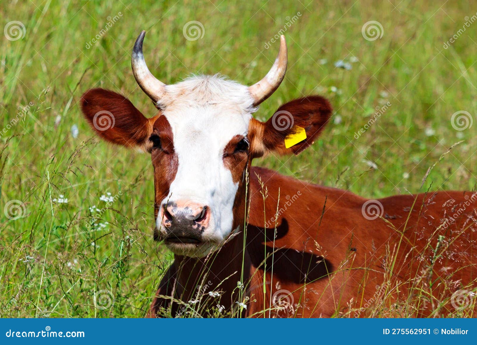 Cow Laying on the Green Grass Stock Image - Image of meadow, looking ...