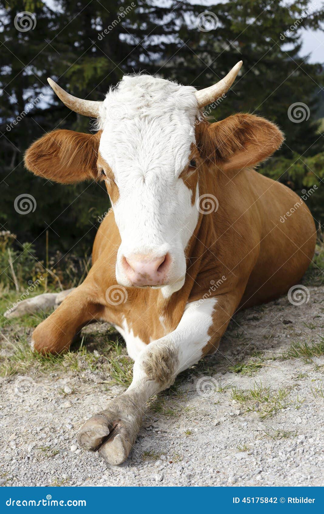 Cow and leg stock photo. Image of curious, industry, grass - 45175842