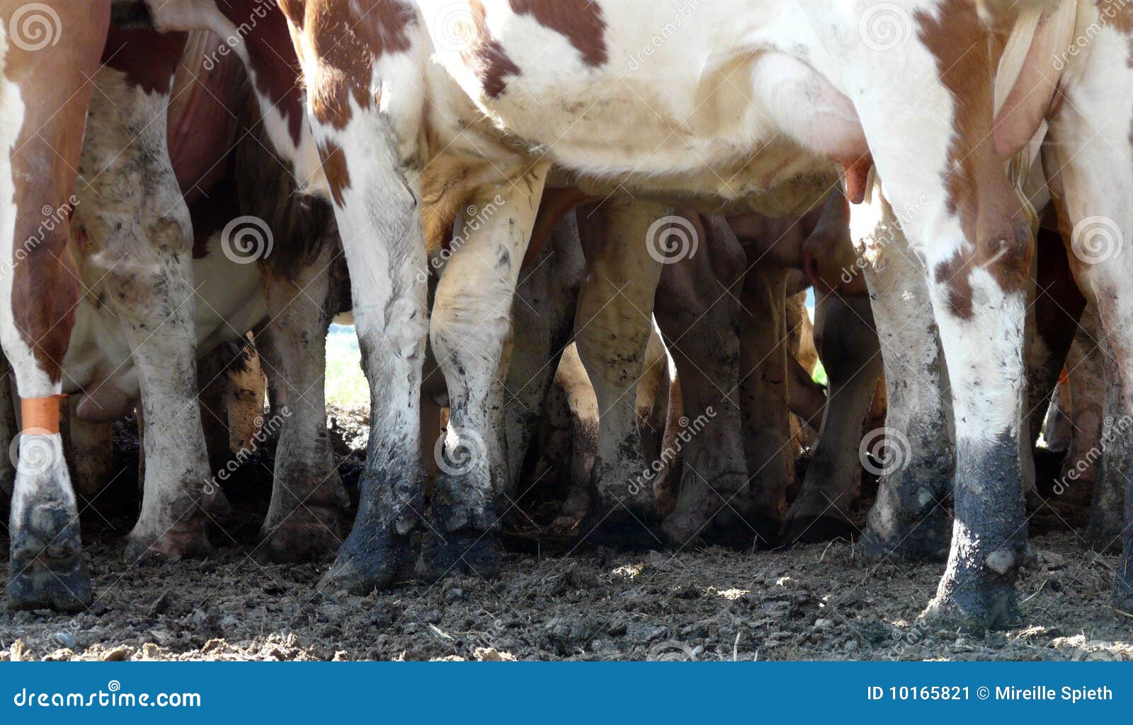 Cow Legs stock image. Image of farm, tail, nature, detail - 10165821