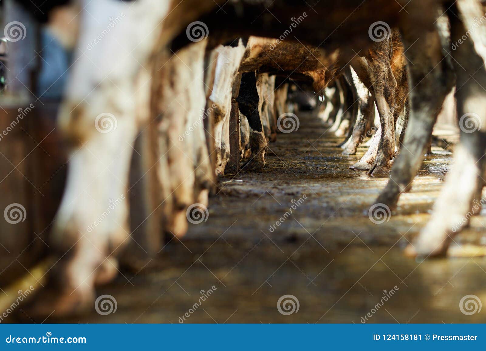 Cow legs stock image. Image of calf, standing, beef - 124158181