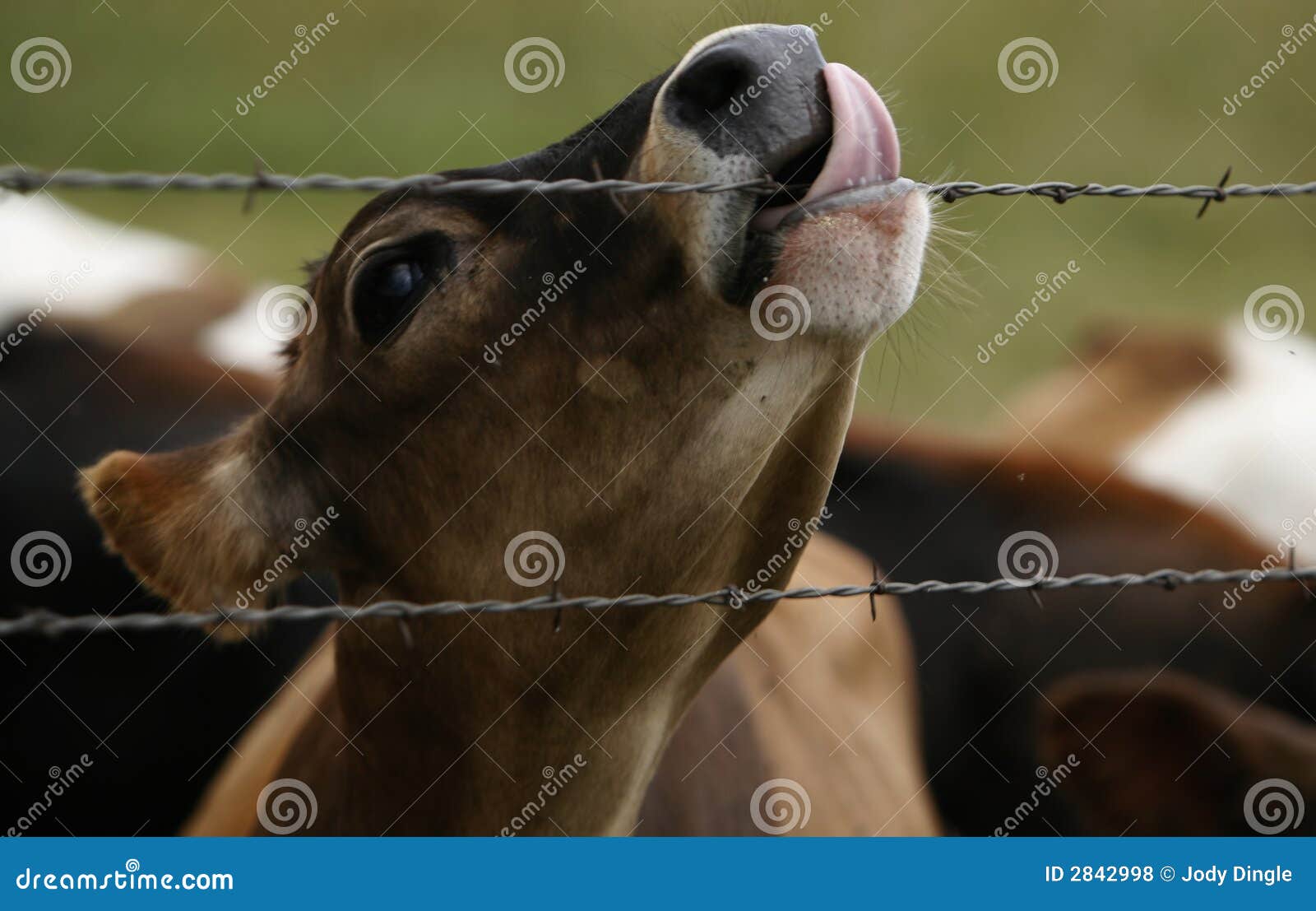 Cow Lick Picture. Image: 2842998