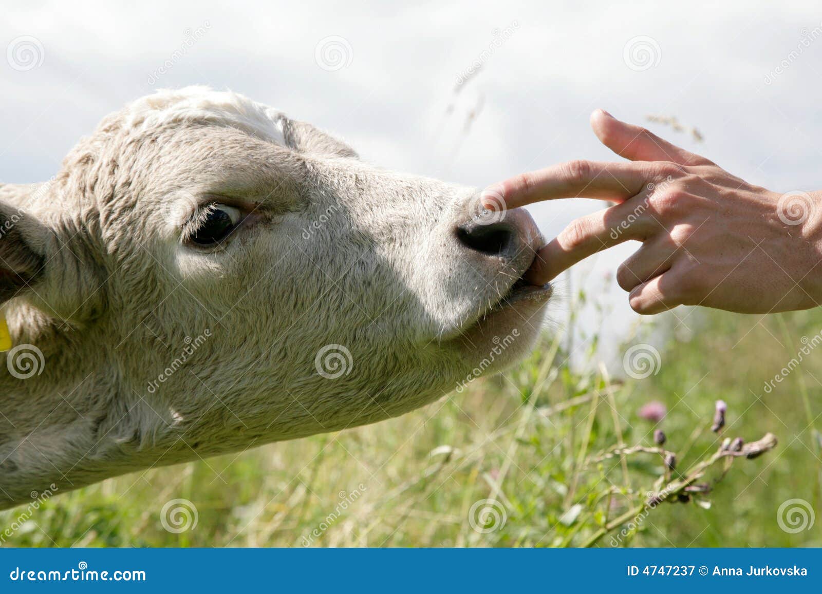 Cow licking finger stock image. Image of closeup, stable - 4747237