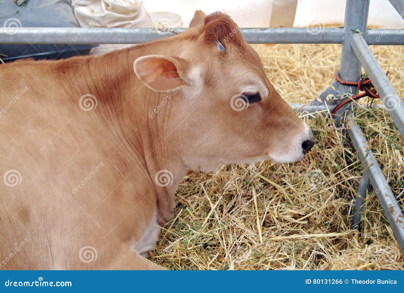 Cow in straw stock photo. Image of cattle, grassland - 80131266