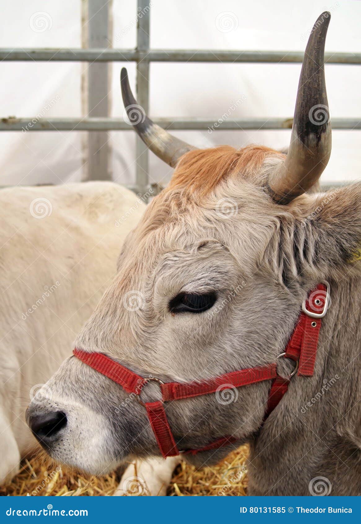 Portrait of Cow in straw stock image. Image of female - 80131585