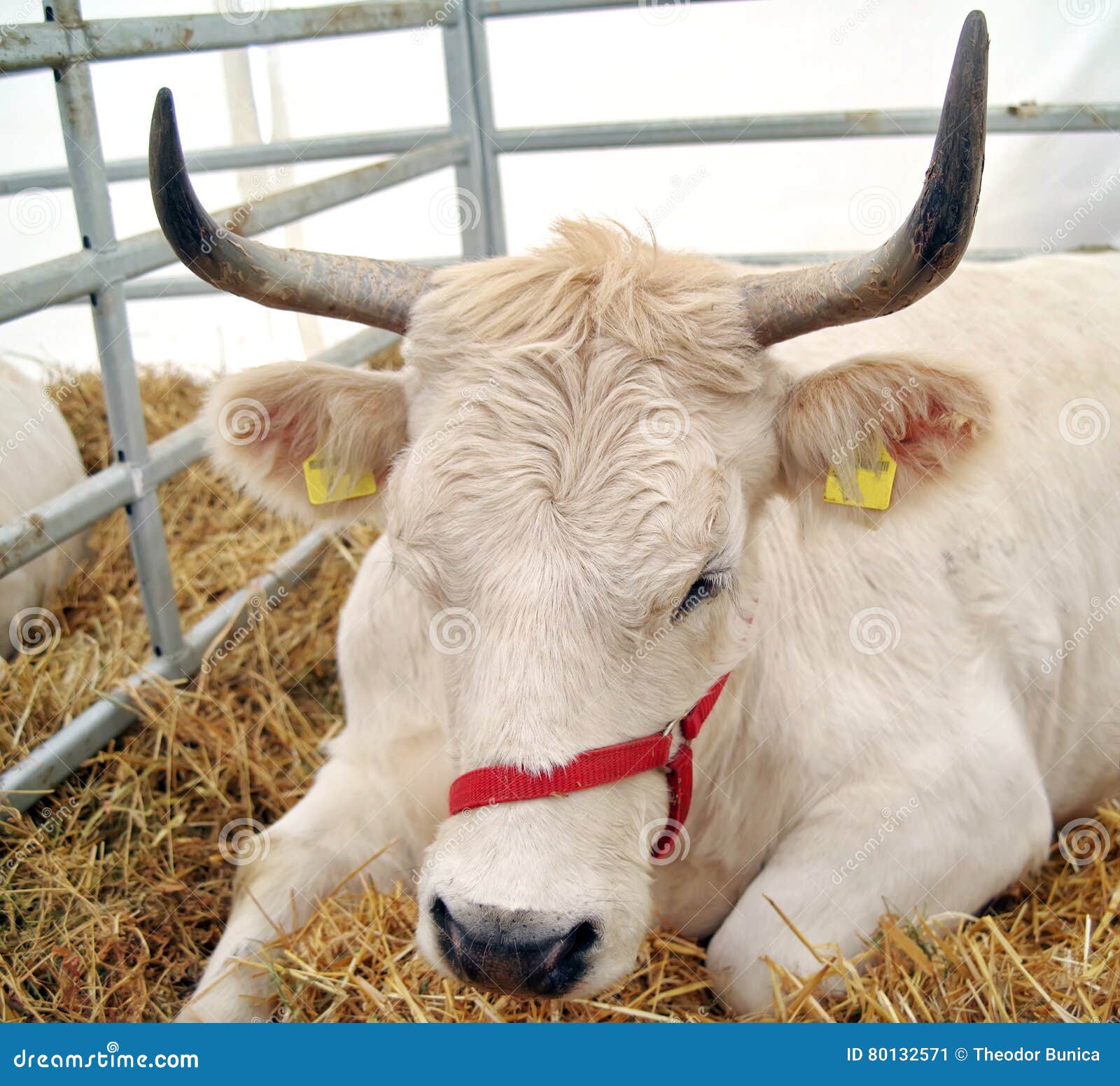 Portrait of Cow in straw stock image. Image of grass - 80132571