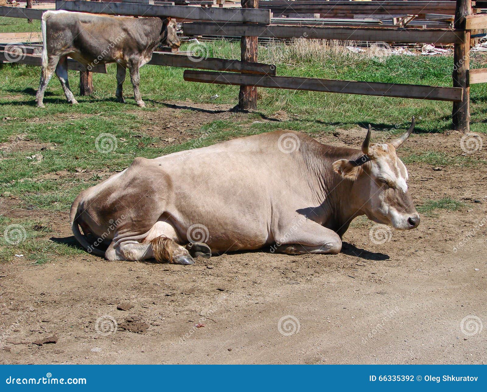 The Cow Lies on the Earth in the Shelter Stock Photo - Image of nature ...