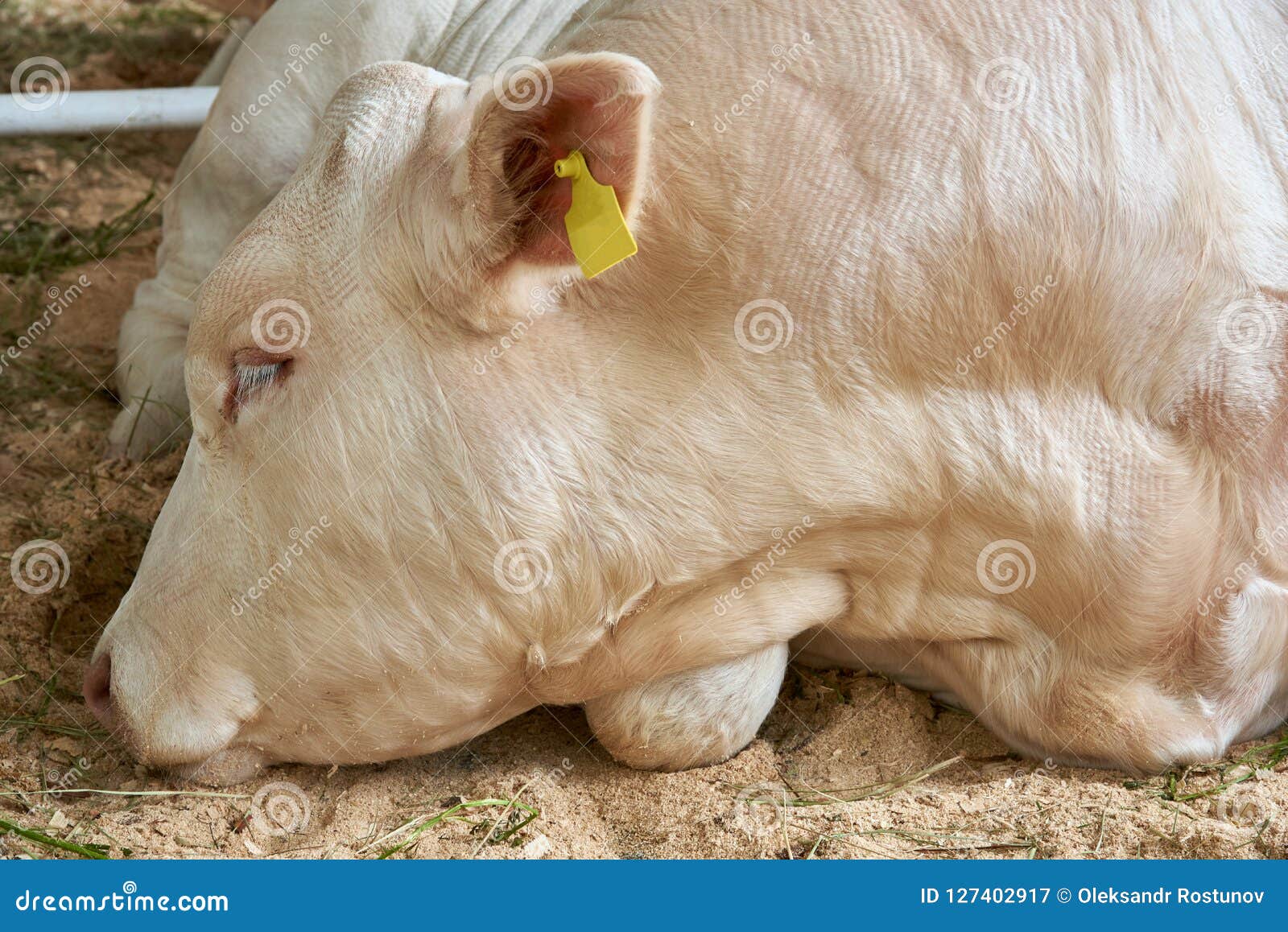 A cow lies on the sand stock image. Image of mammal - 127402917