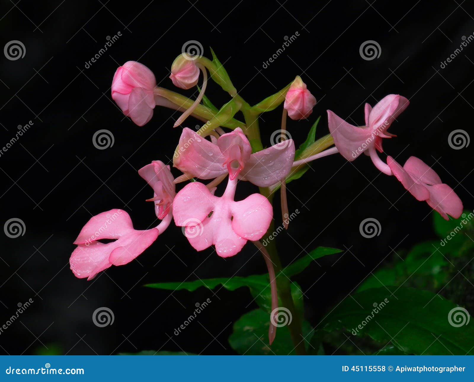 The cow lily flower stock photo. Image of color, travel - 45115558