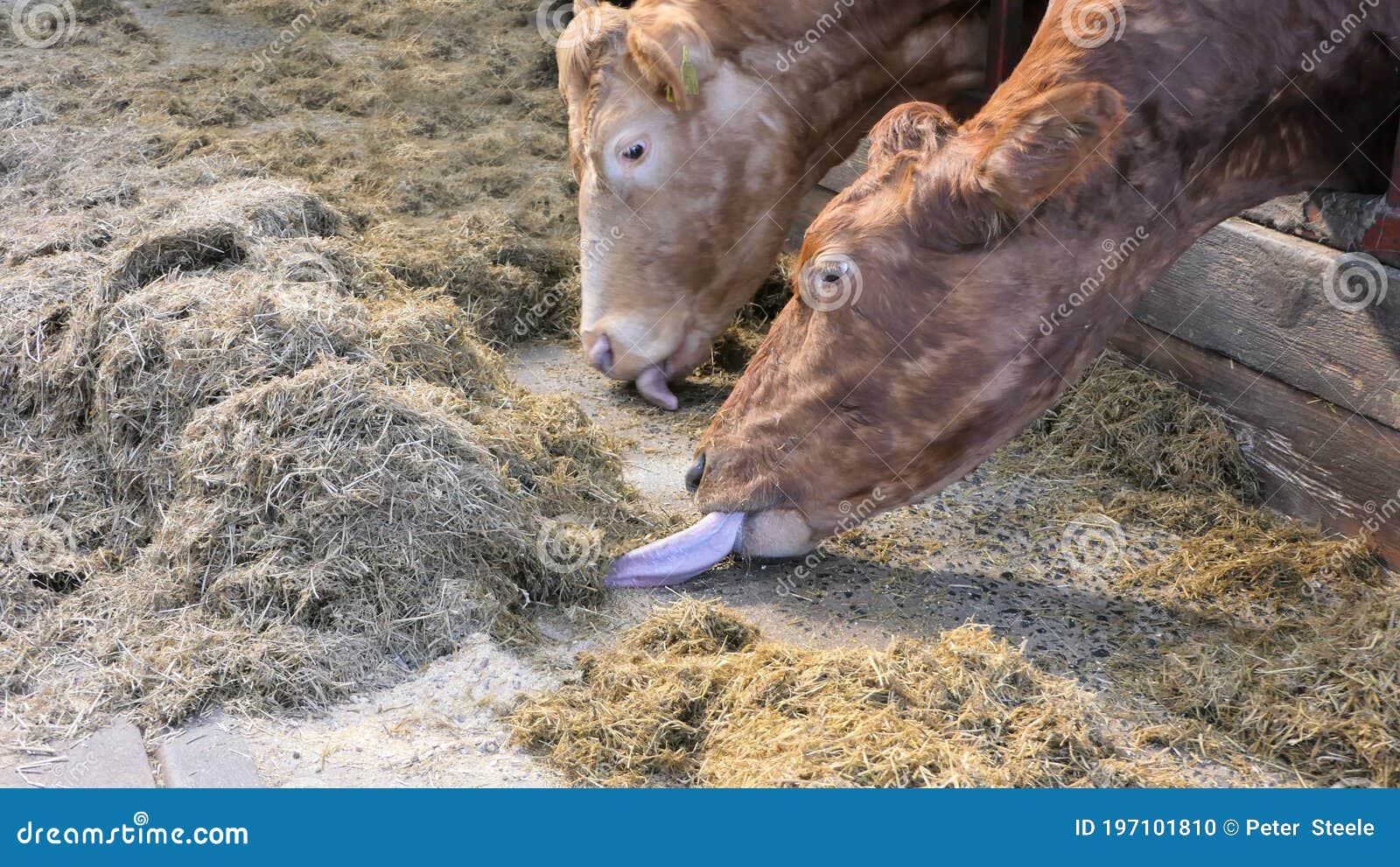Cow With Long Tongue Eating Silage Grass Through Gate In A Shed Royalty ...