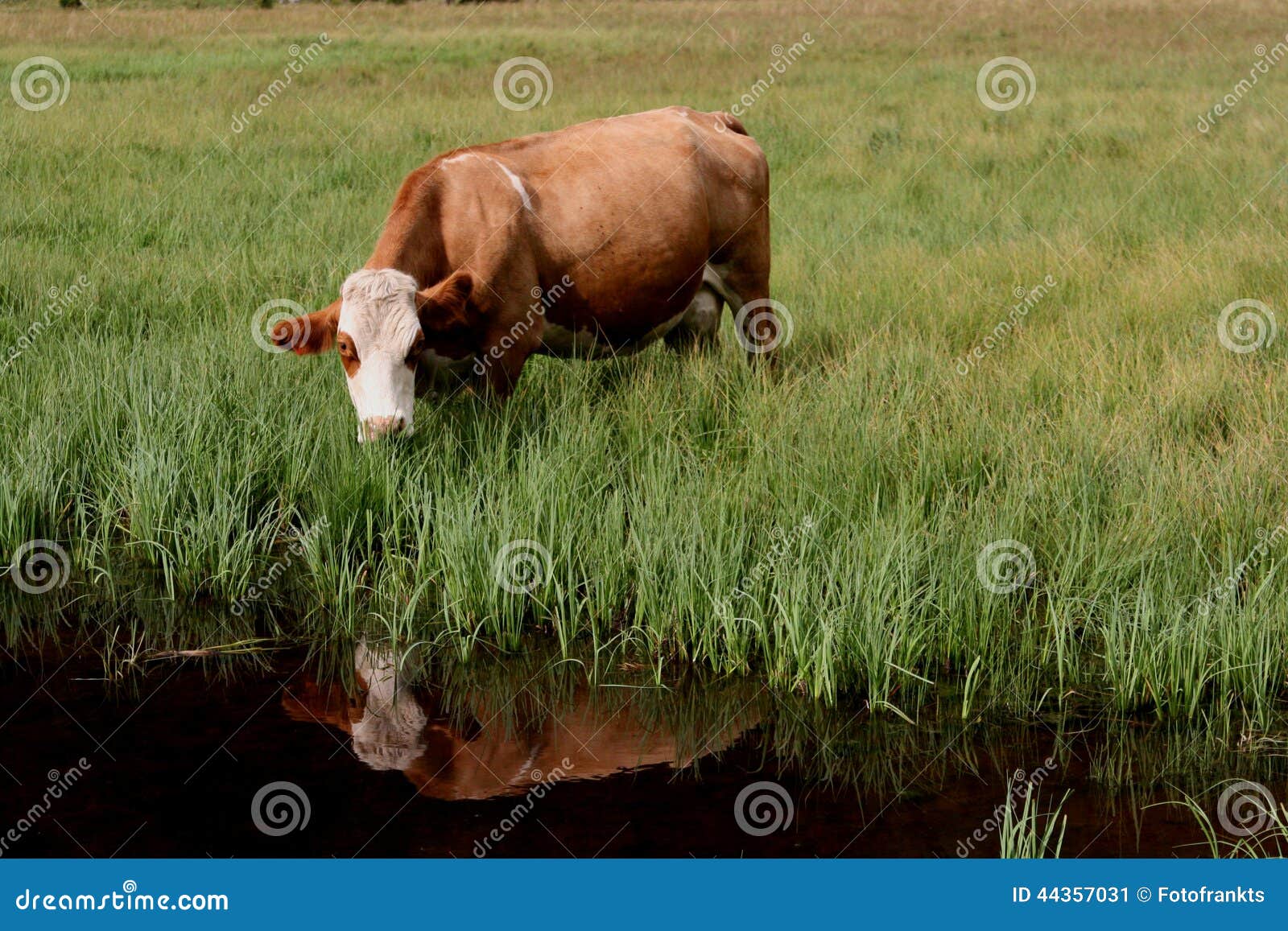 Cow look reflection stock image. Image of grass, fresh - 44357031