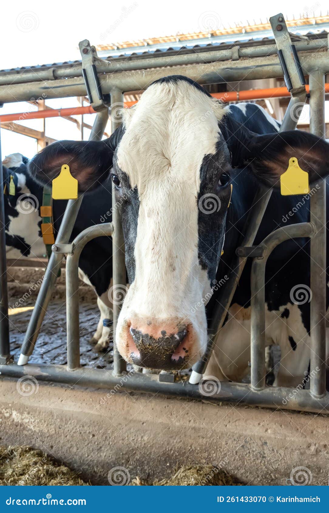 Cow Looking through the Bars in a Stable Stock Photo - Image of ...