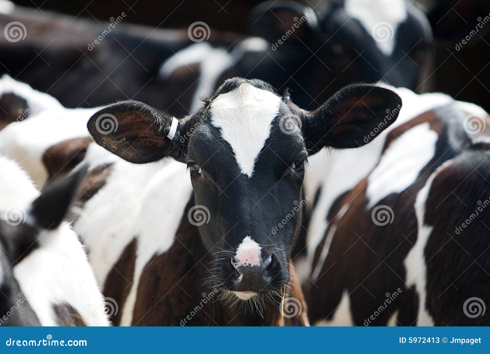 Cow Looking at Camera stock image. Image of brown, calf - 5972413