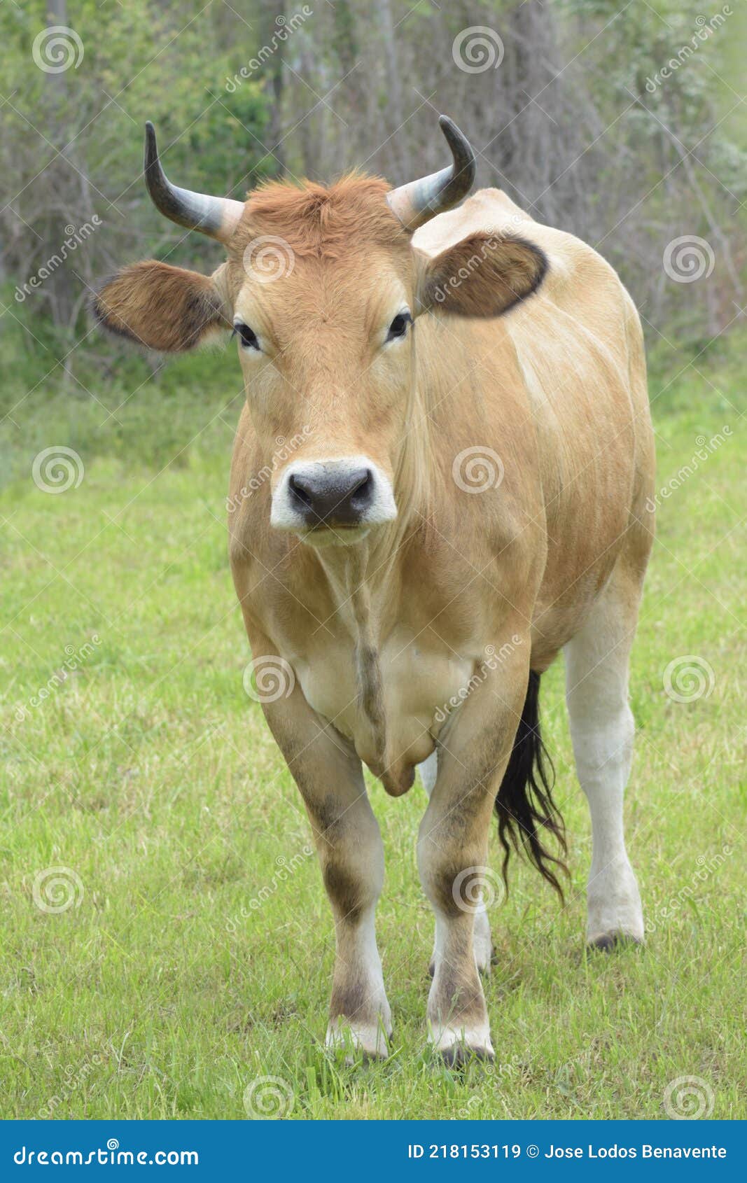 Cow looking at the camera. stock image. Image of vertical - 218153119