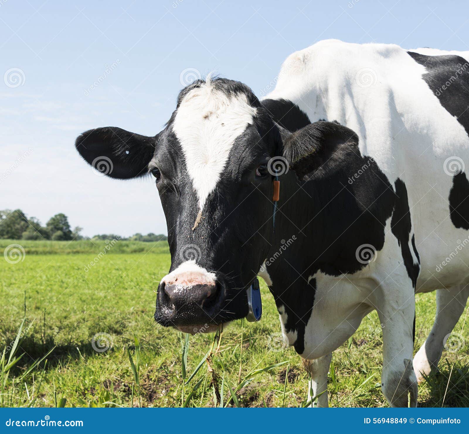 Cow looking at camera stock image. Image of summer, bovine - 56948849