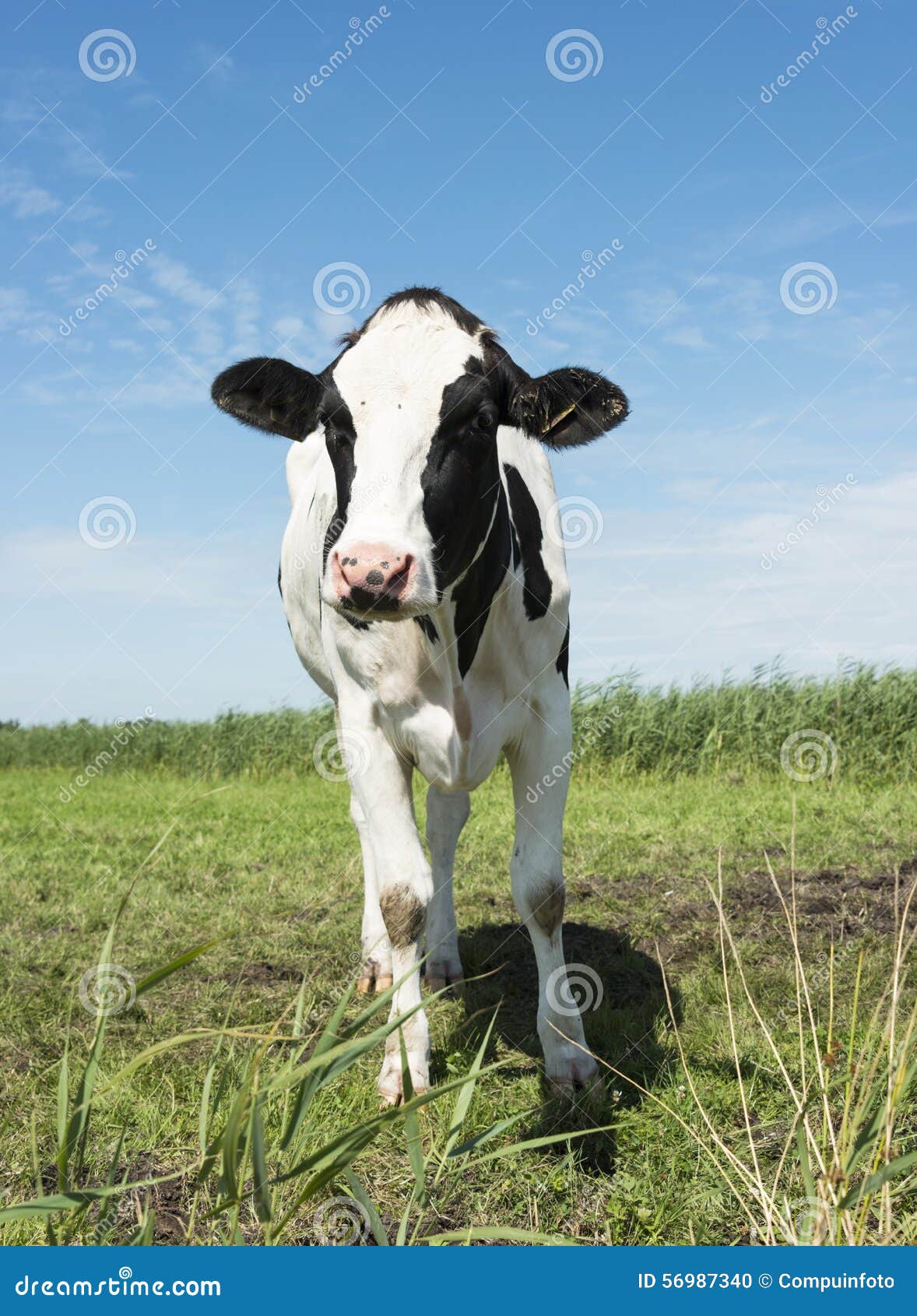 Cow looking at camera stock photo. Image of meadow, closeup - 56987340