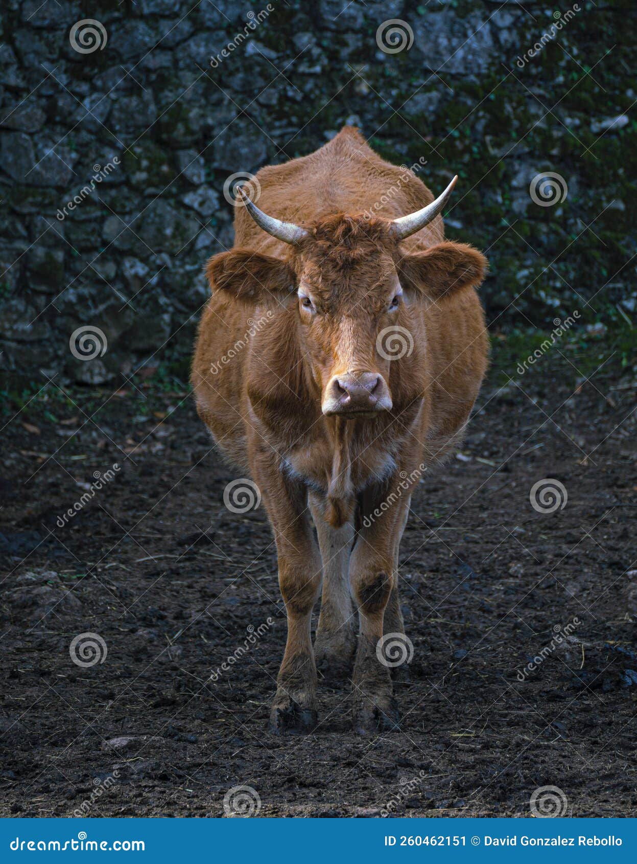 Cow Looking at the Eyes, Spain Stock Image - Image of dairy, animal ...
