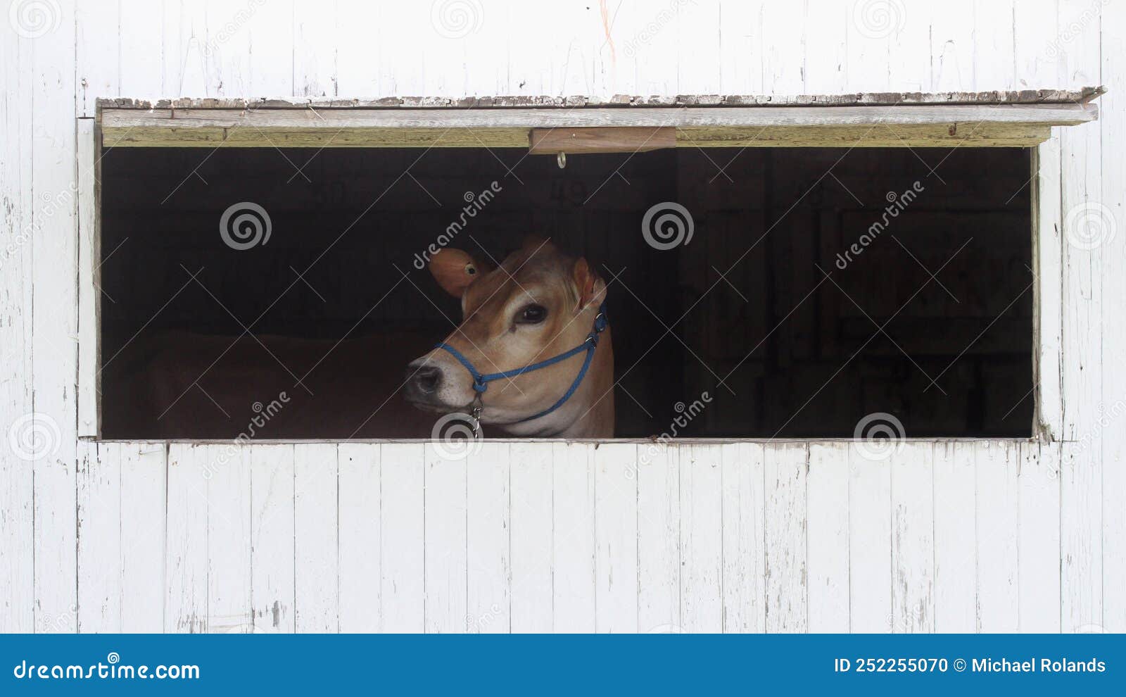 Cow Looking Out of Barn Window Stock Photo - Image of curious, country ...