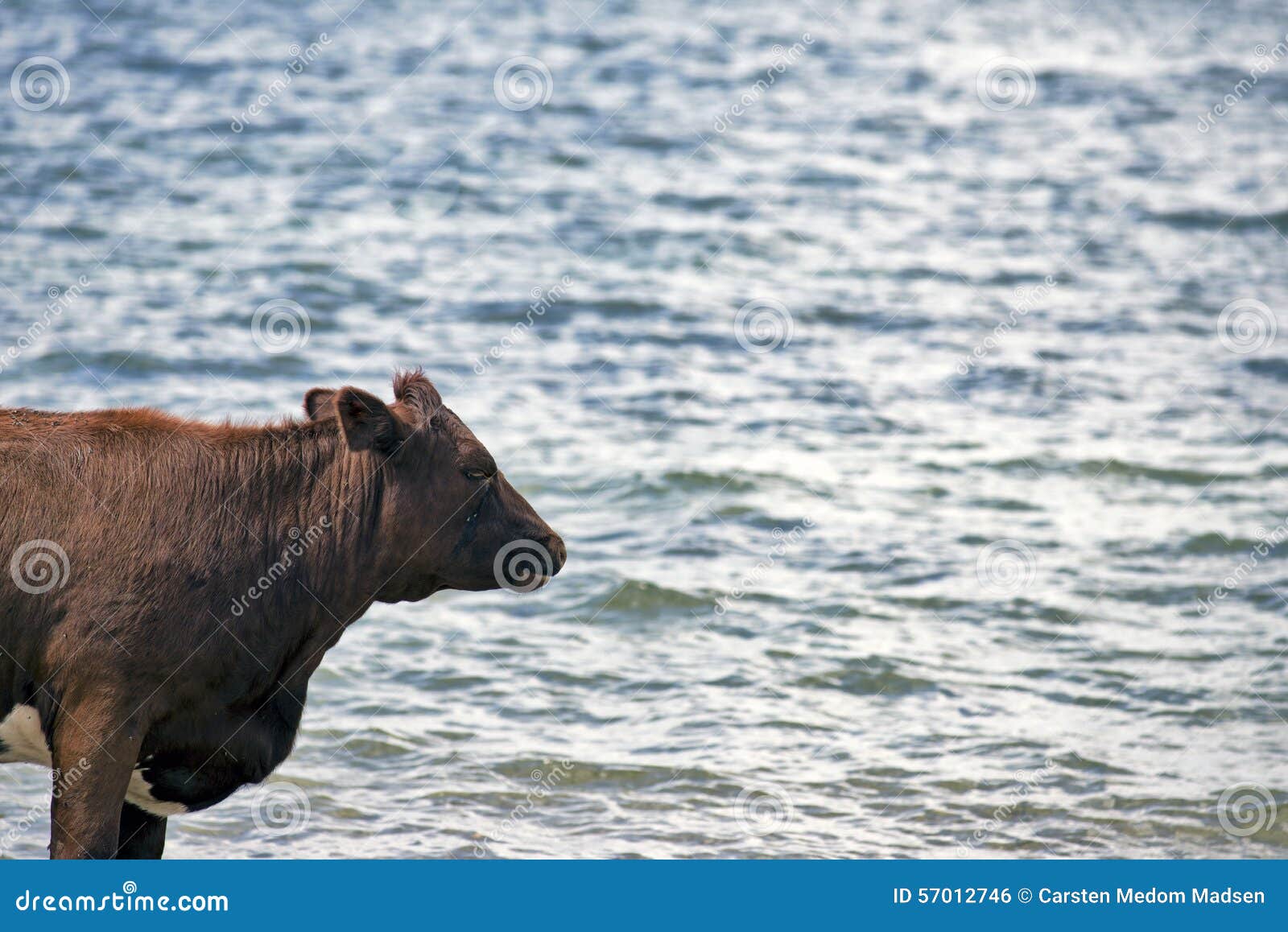 Cow looking at the sea stock photo. Image of agriculture - 57012746