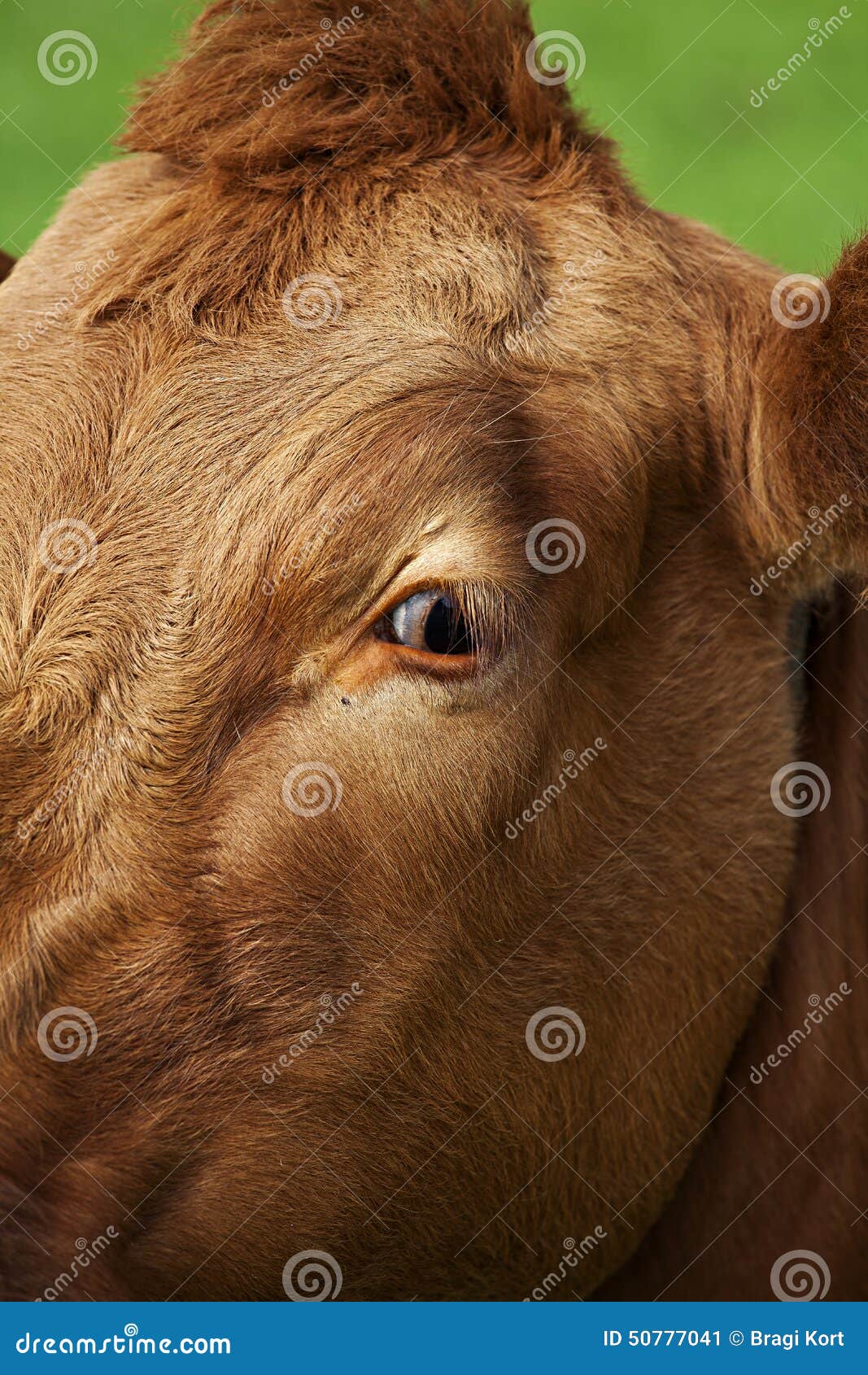 Cow with a curious eye stock image. Image of straight - 50777041