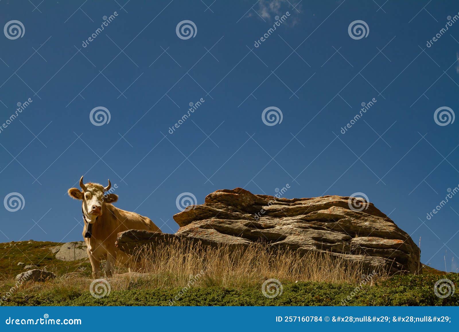 Cow Looking into a Valley in the Swiss Alps Stock Photo - Image of ...