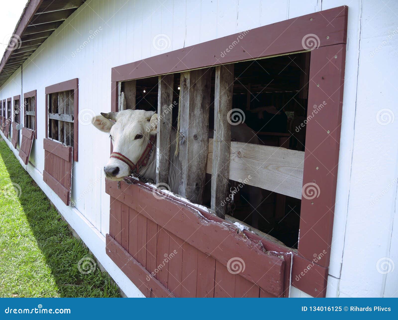 The Cow is Looking at the Window Stock Image - Image of agriculture ...