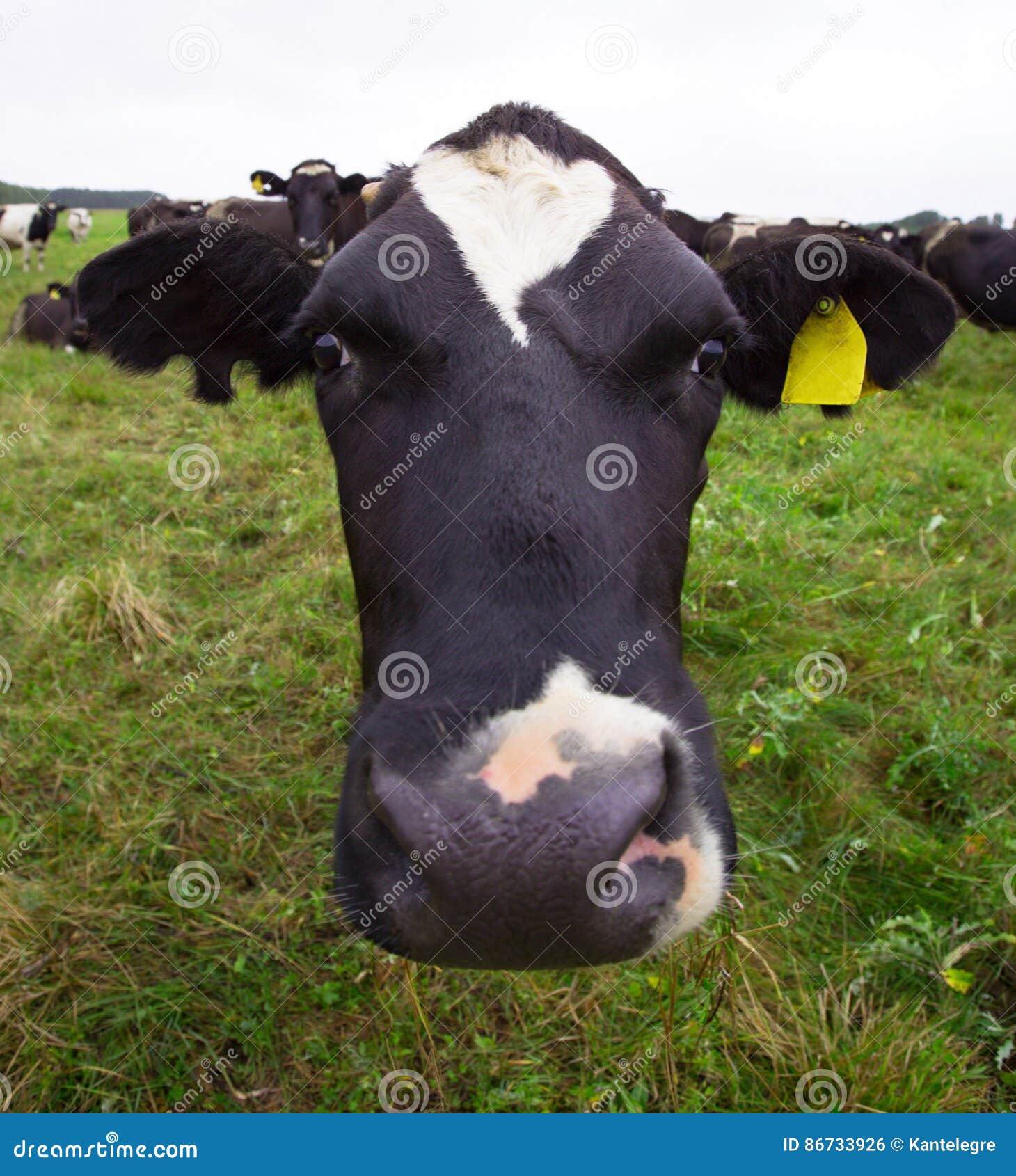 Cow looking at you stock photo. Image of beef, grazing - 86733926