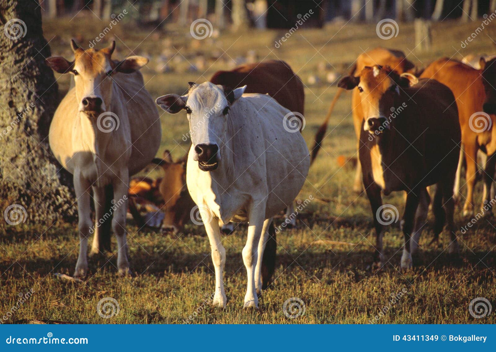 Cow stock image. Image of background, agriculture, horizontal - 43411349