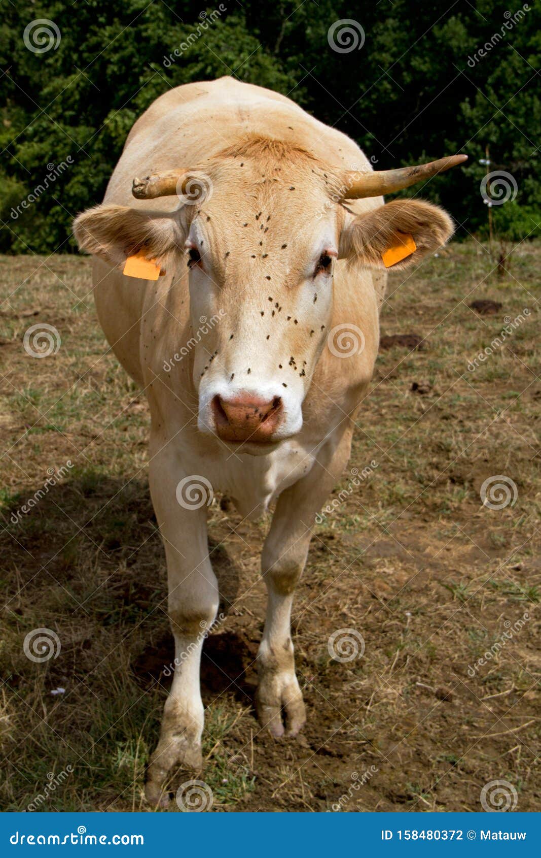 Cow with Lots of Flies on Its Head Stock Photo - Image of domestic ...