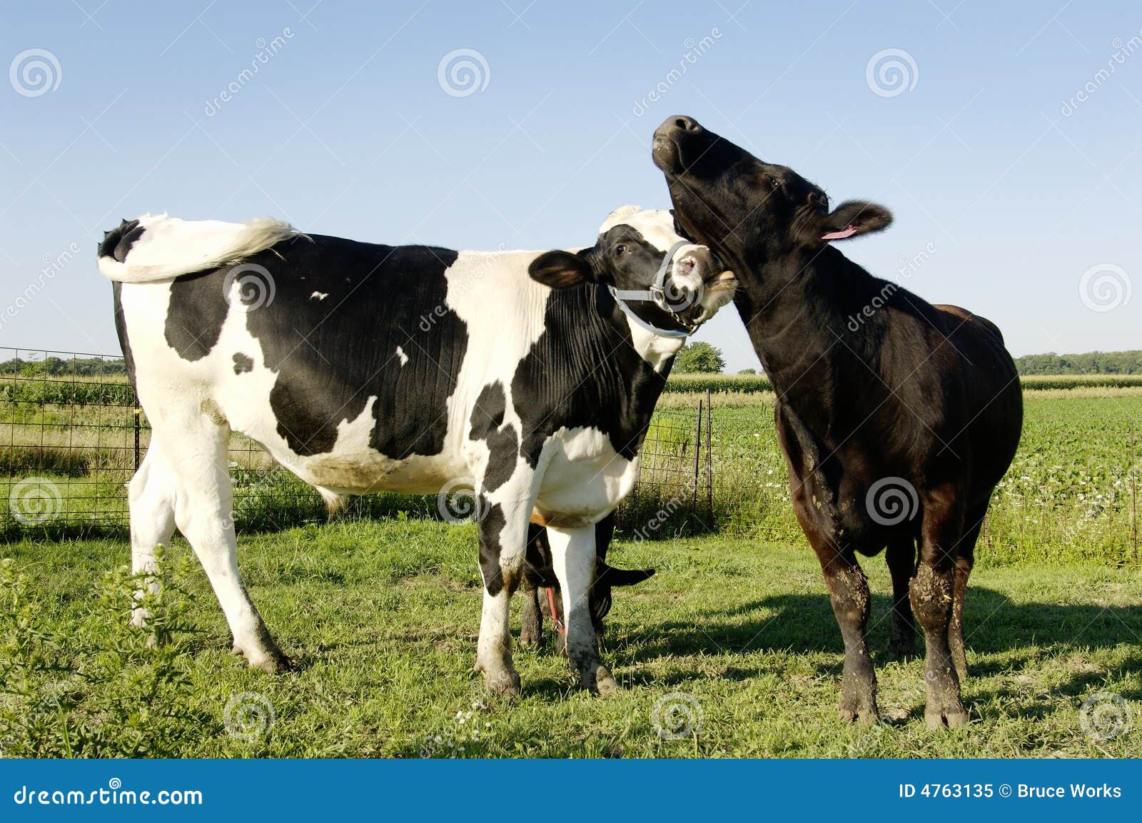 Cow Love stock image. Image of food, friendship, west - 4763135