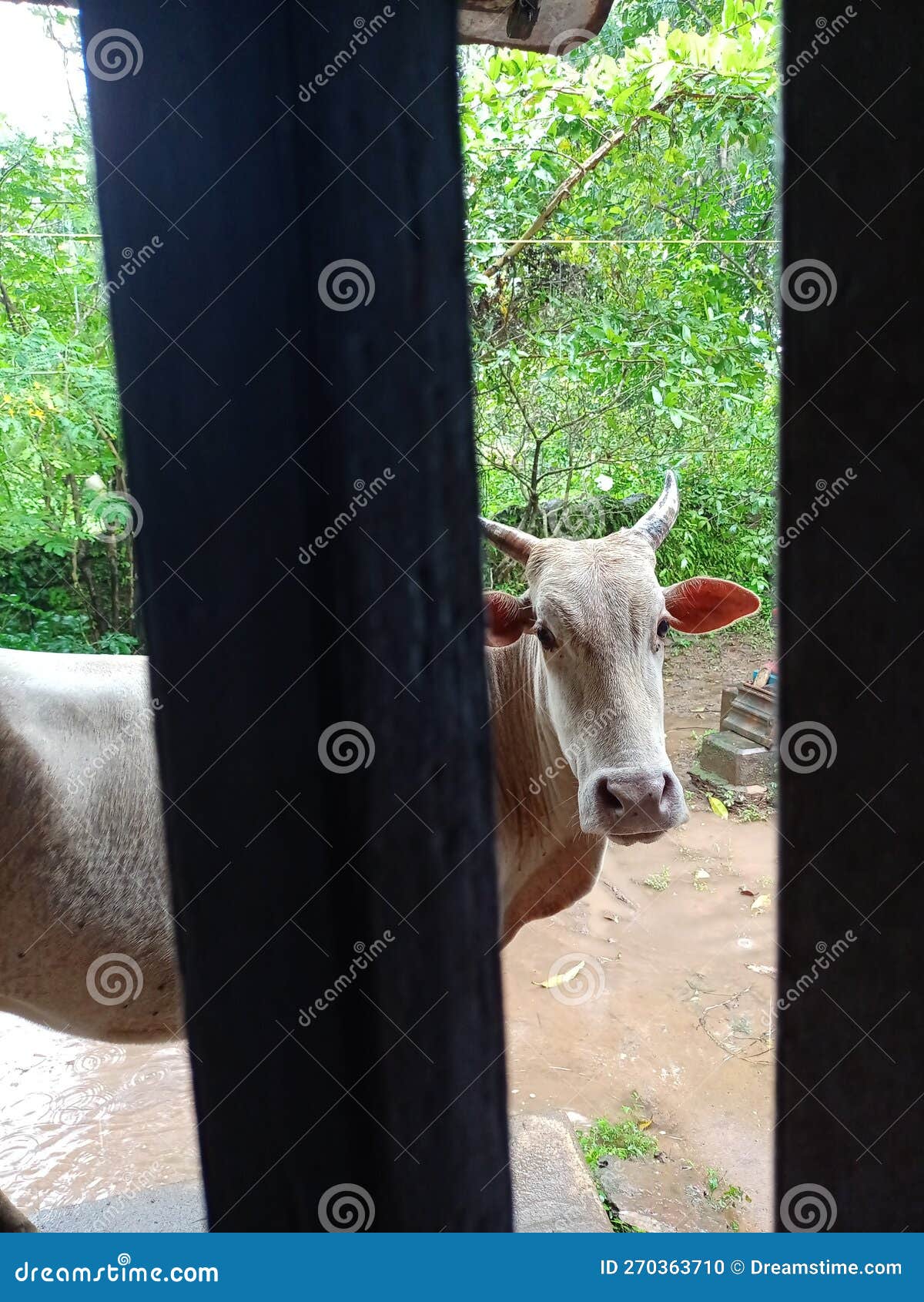 Cow Luking Under the Window in Camera Nice Image Stock Photo - Image of ...