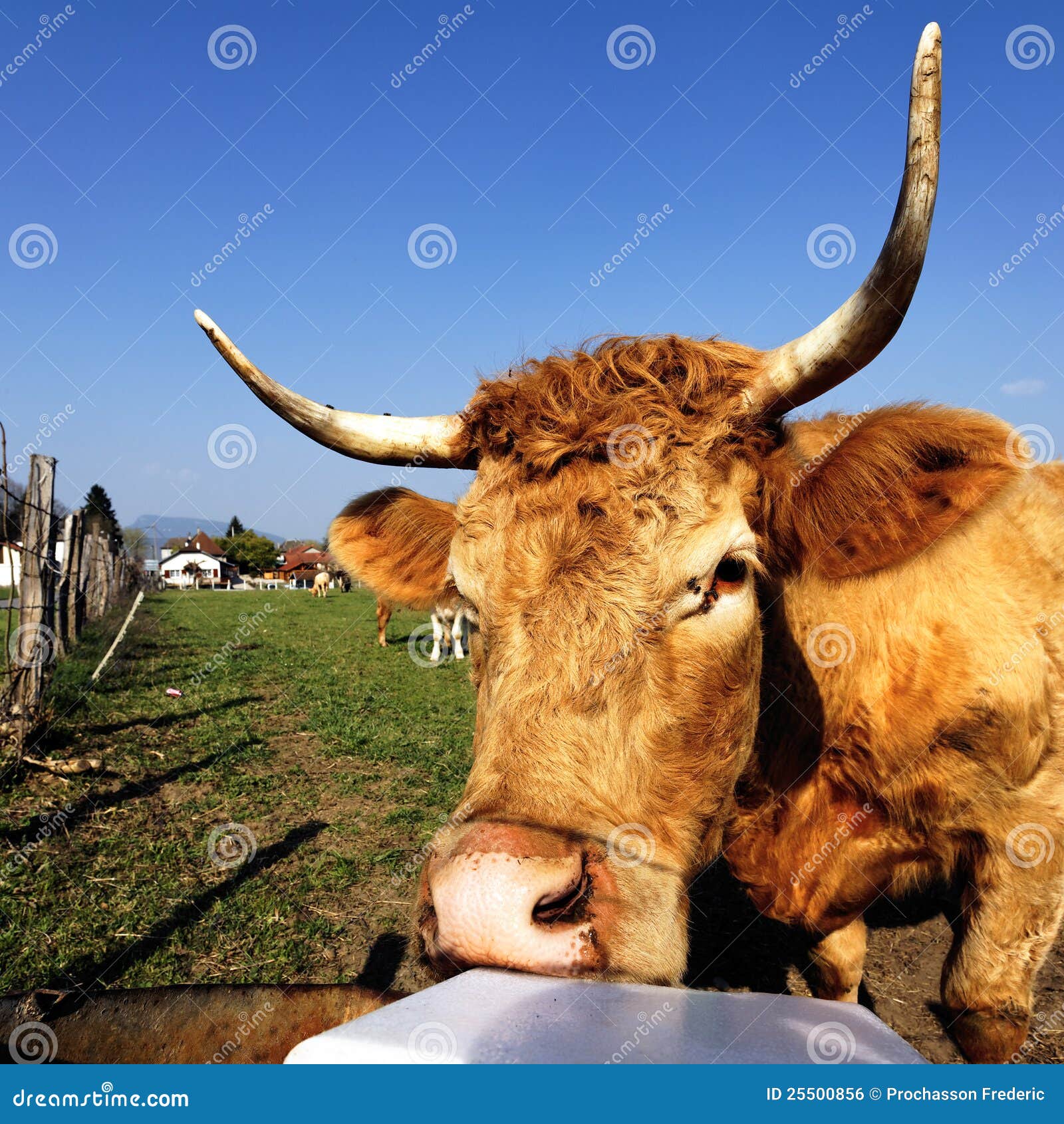 Cow lunch stock photo. Image of farm, calmness, beautiful - 25500856