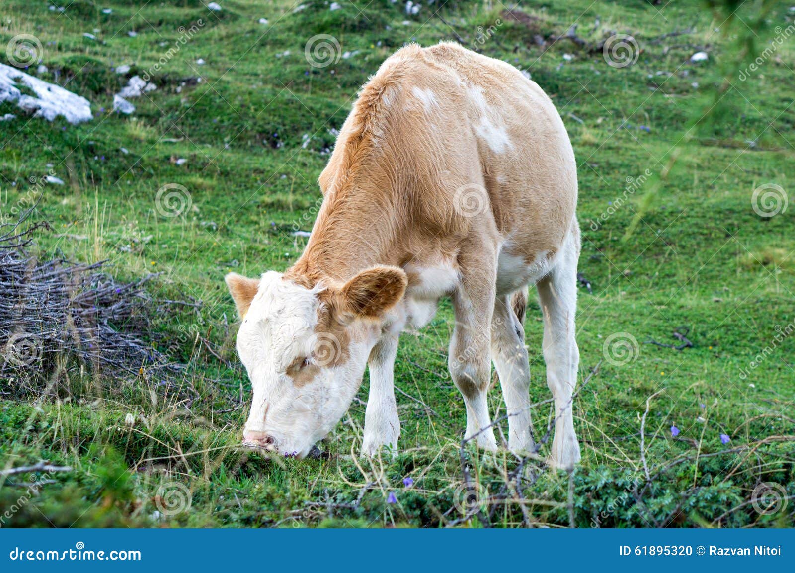Cow at lunch stock photo. Image of field, breeding, countryside - 61895320