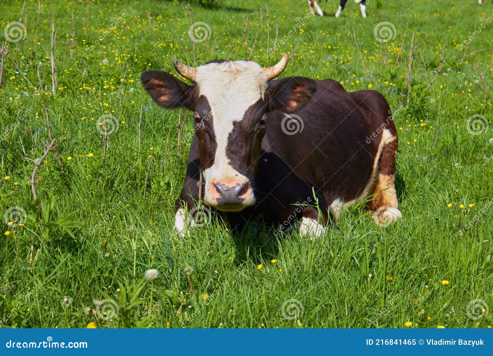 The Cow is Lying on the Grass,cow Resting on the Grass at Lunchtime ...