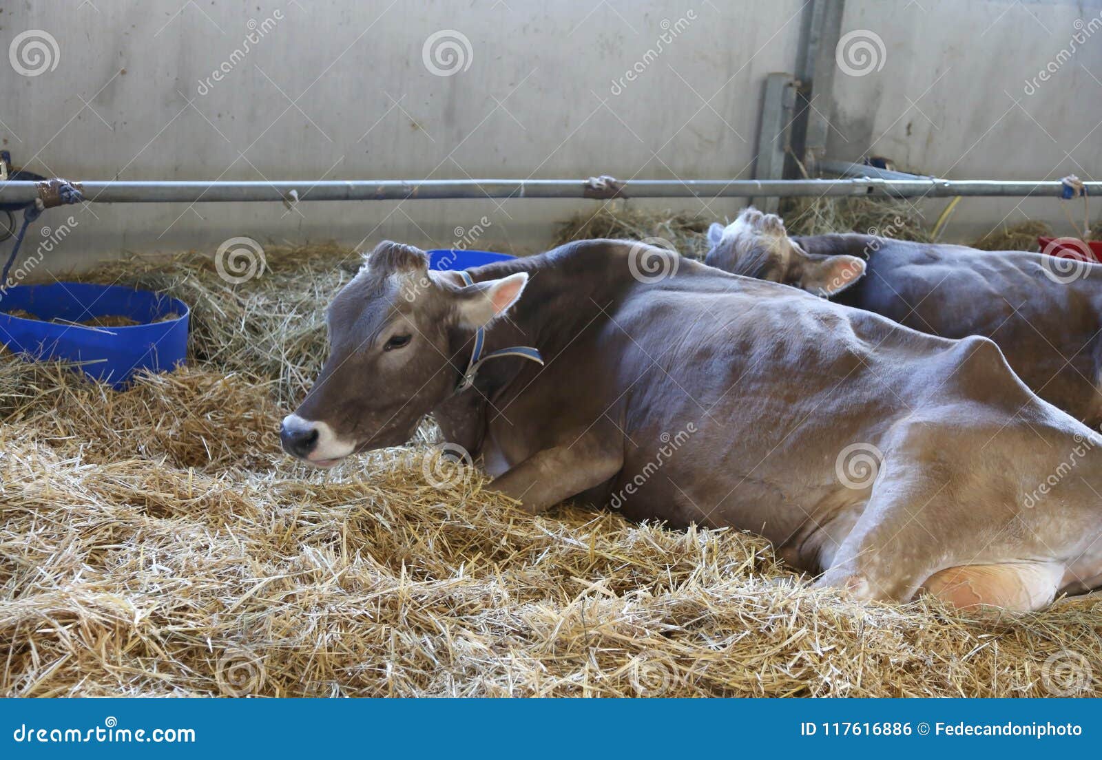 Cow lying in the hay stock photo. Image of sprawl, mammal - 117616886