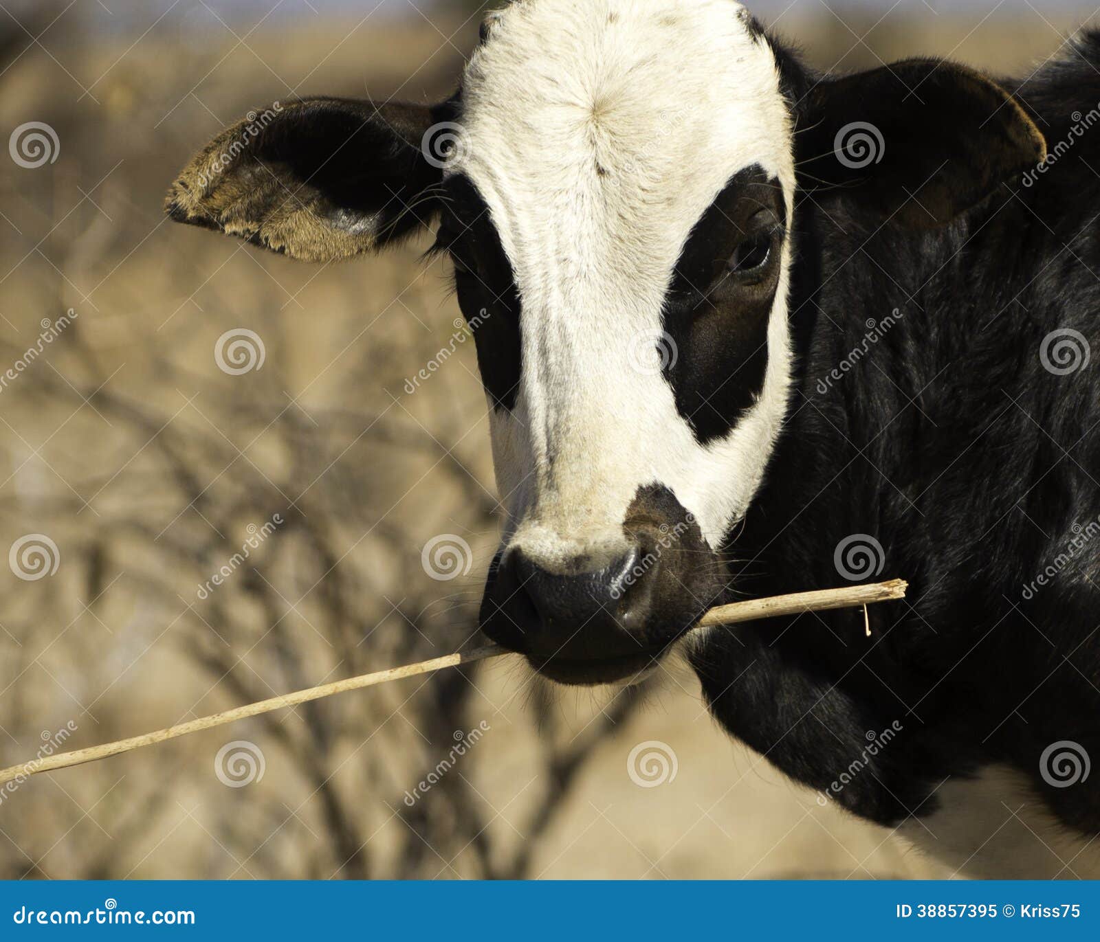 Cow of madagascar stock image. Image of holidays, tourism - 38857395