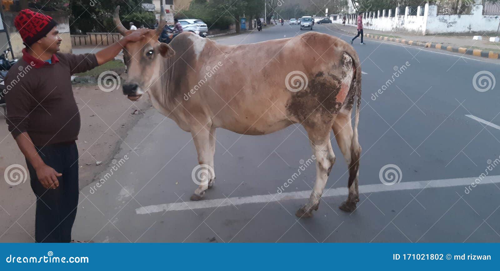 Cow man love seen road editorial photography. Image of road - 171021802