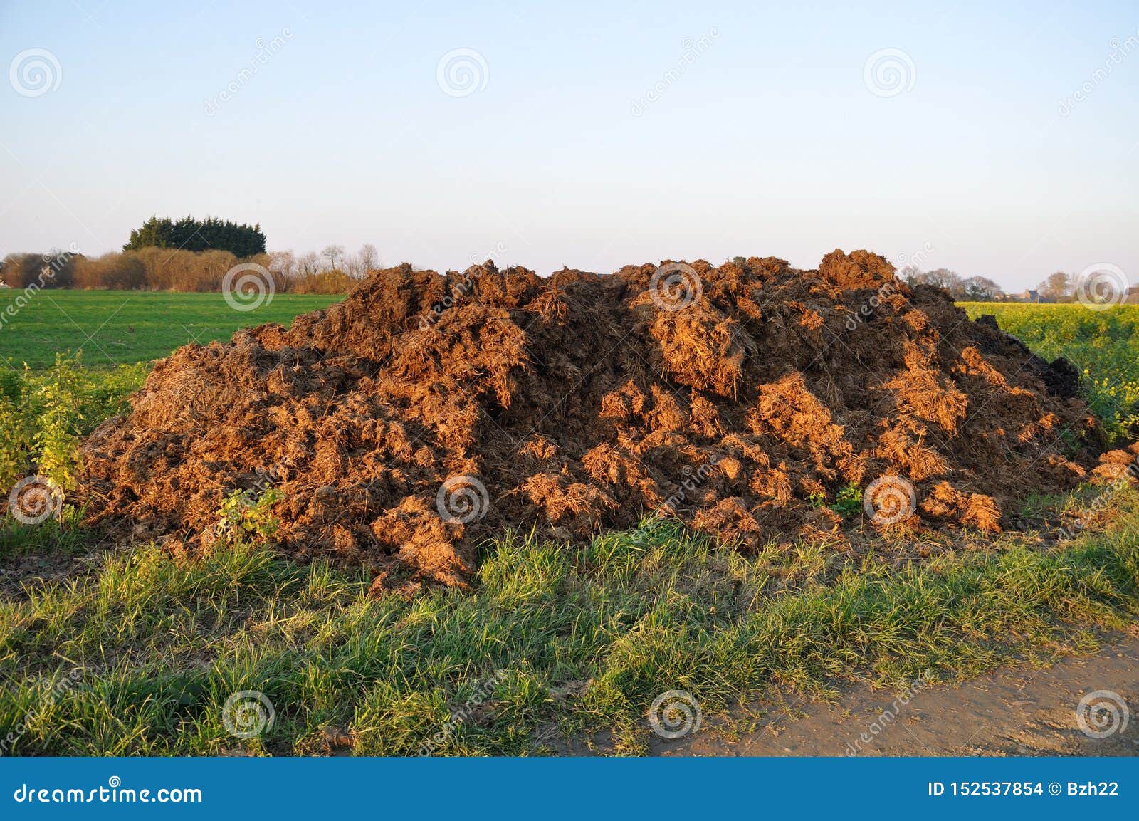 Cow manure in a field stock photo. Image of nature, humus - 152537854
