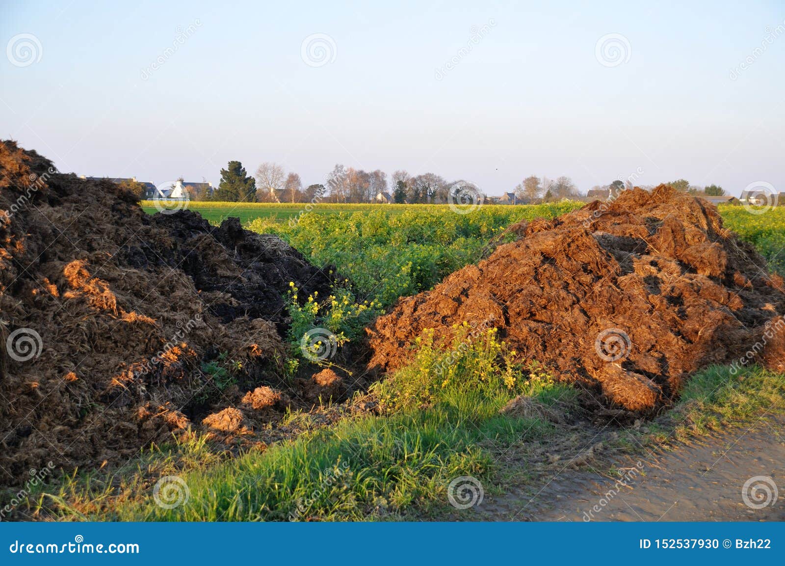 Cow manure in a field stock photo. Image of natural - 152537930