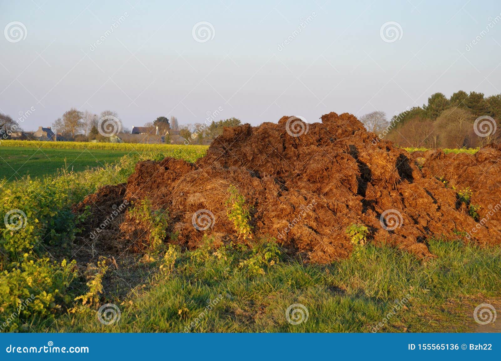 Cow manure in a field stock photo. Image of farmyard - 155565136