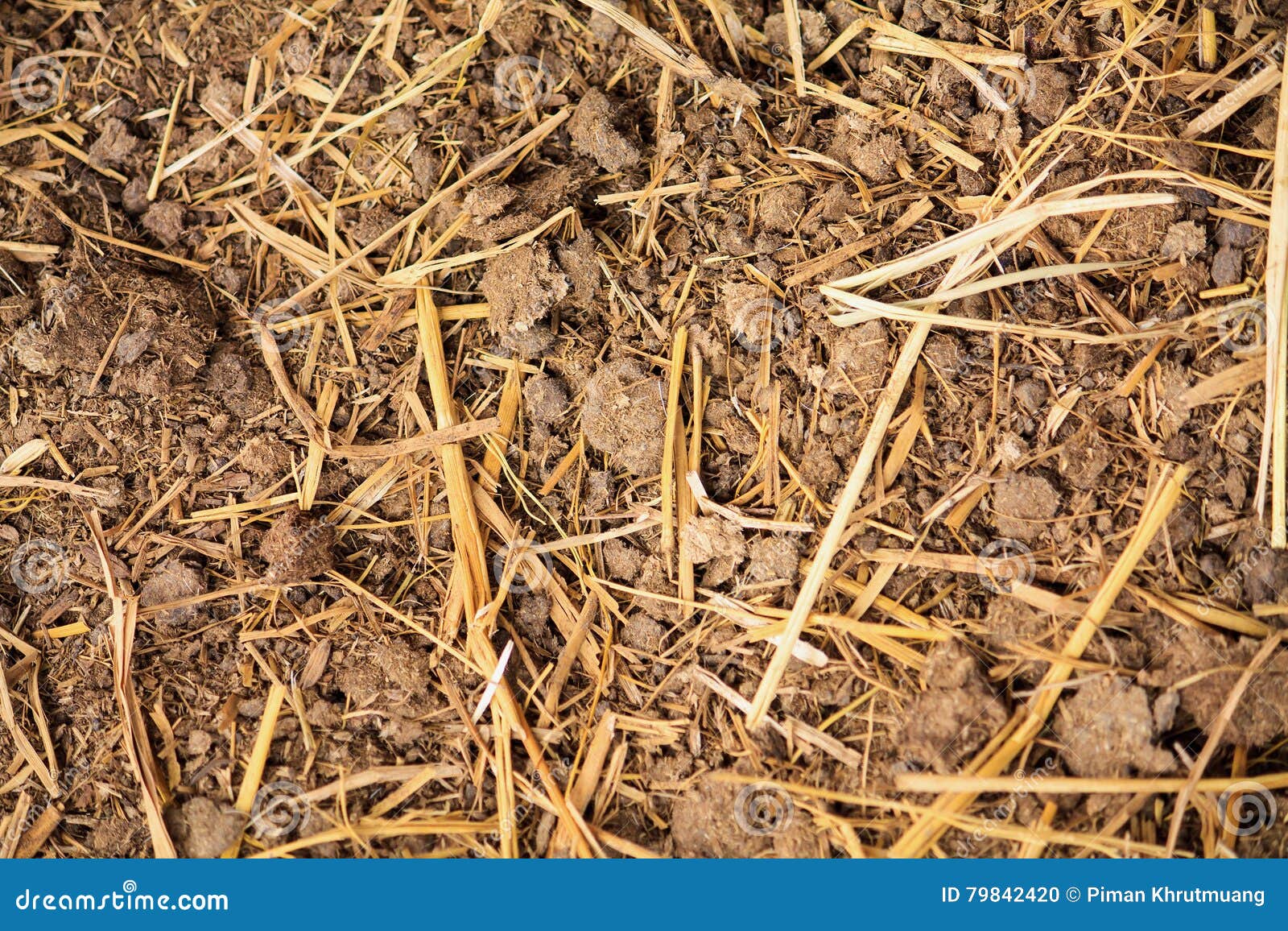 Cow Manure Texture Background Stock Photo - Image of agriculture ...