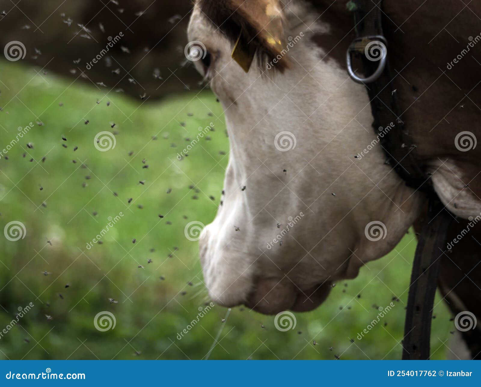 Cow with many fly stock photo. Image of animal, farmland - 254017762