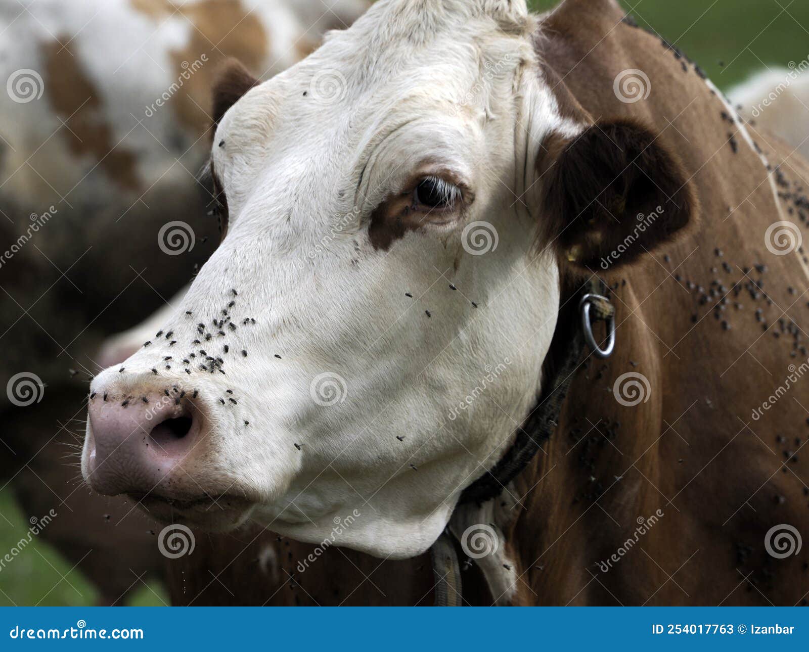 Cow with many fly stock image. Image of tired, countryside - 254017763