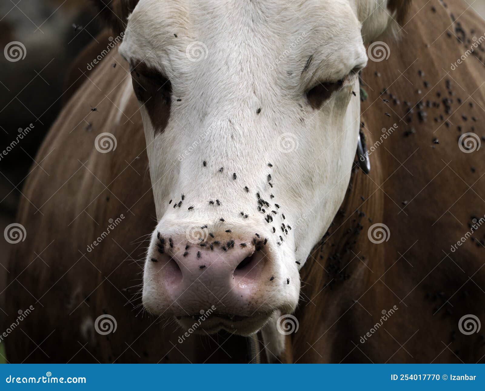 Cow with many fly stock photo. Image of natural, head - 254017770