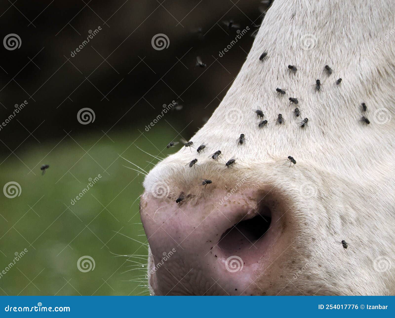 Cow with many fly stock photo. Image of disease, disagreeable - 254017776