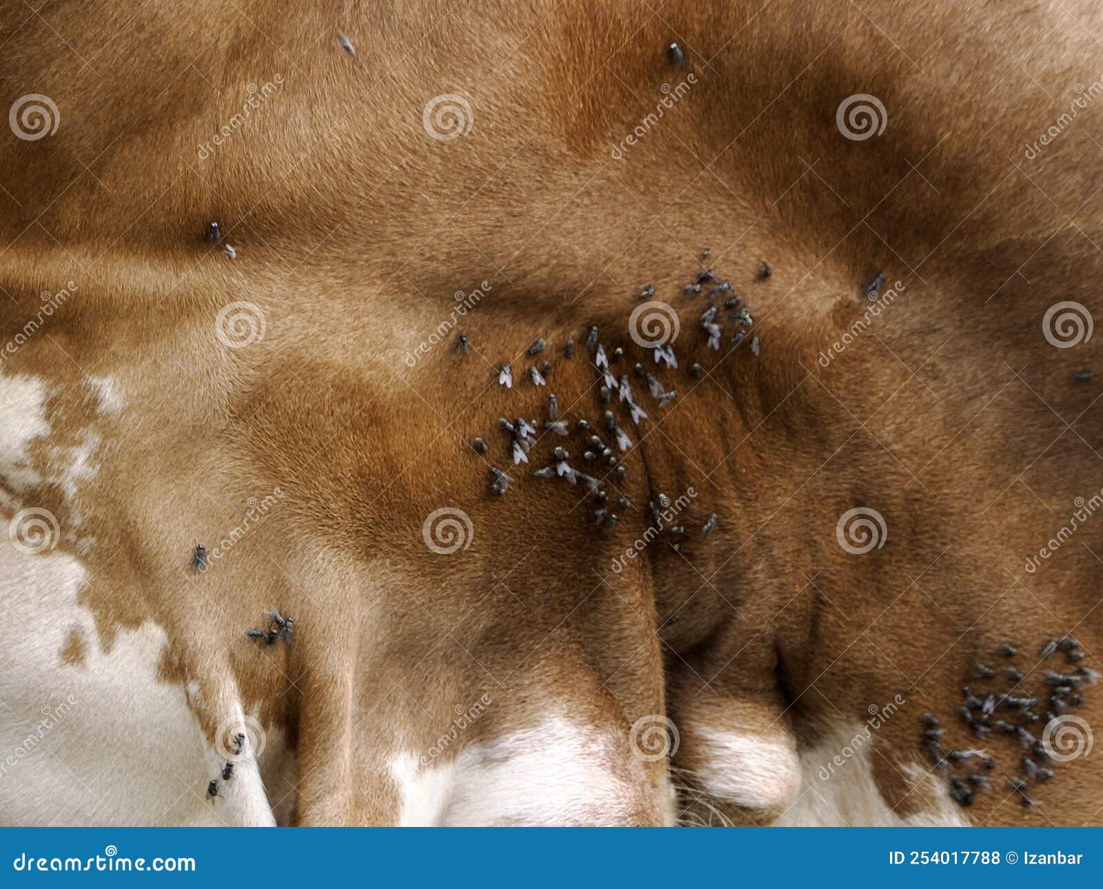 Cow with many fly stock photo. Image of detail, pasture - 254017788