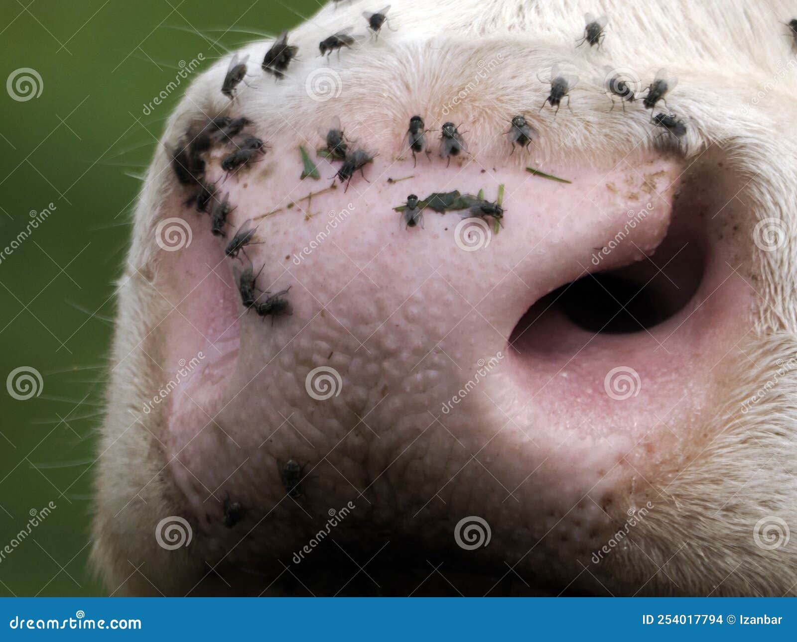 Cow with many fly stock photo. Image of hymenopterous - 254017794