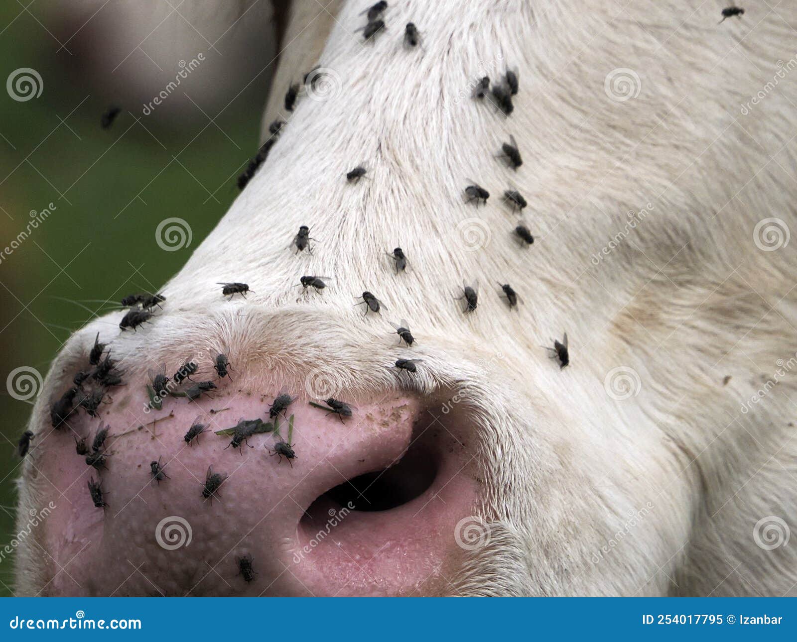 Cow with many fly stock image. Image of mammal, farmland - 254017795